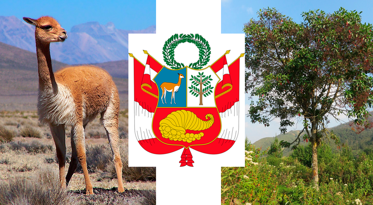 Escudo Nacional del Perú: ¿Cuáles son los elementos del símbolo patrio ...