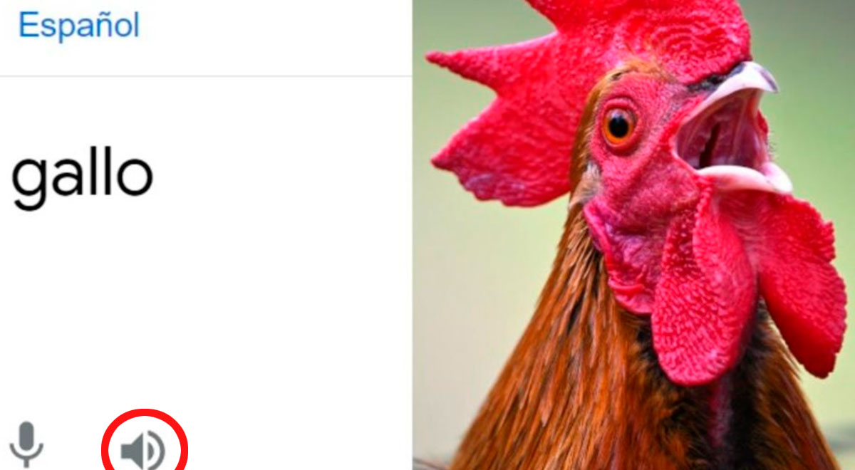 Facebook video viral: El divertido error del traductor de Google cuando ...