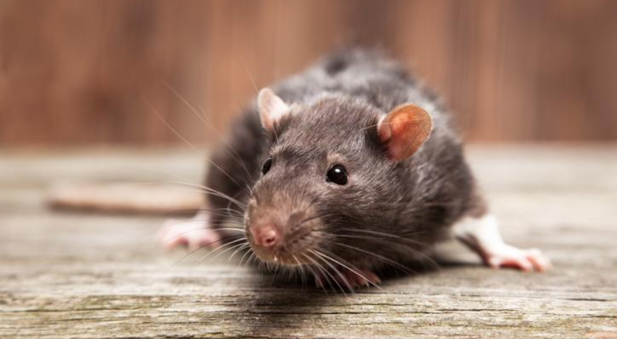 Coronavirus: ¿Cuáles son las diferencias de la infección por tocar una ...