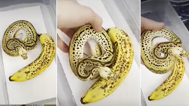 Facebook viral: hombre descubre una serpiente pitón con aspecto de ... Facebook viral: hombre descubre una serpiente pitón con aspecto de ...