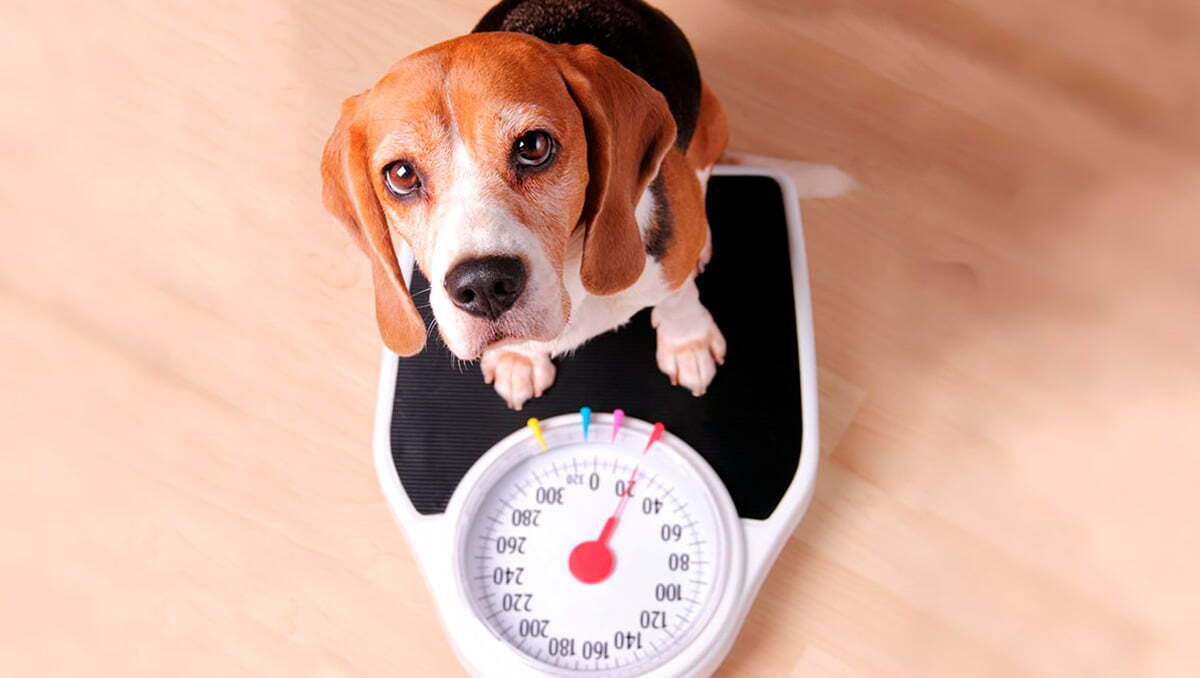¿Cómo saber el peso ideal de mi mascota?, perros, gatos, salud ...