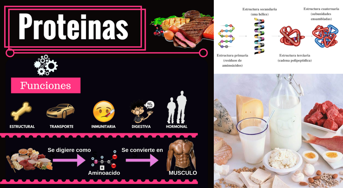 Las proteínas: concepto y para qué sirven | El Popular