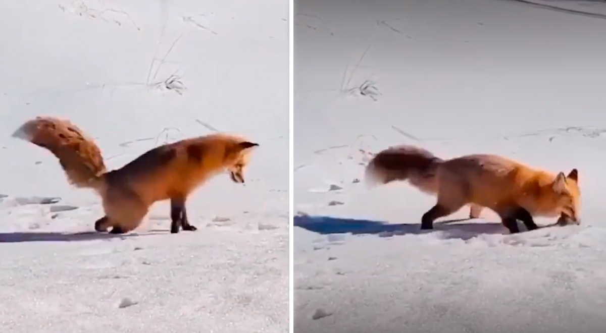 TikTok video viral: así es la forma en que caza de un zorro tras caso ...