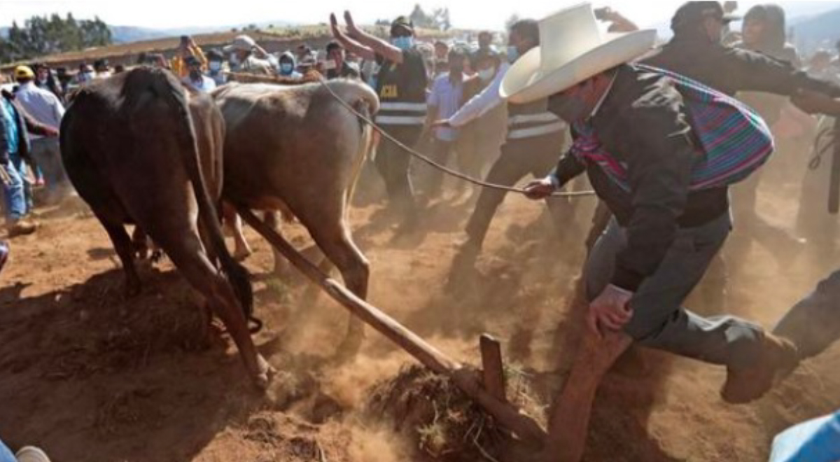 Pedro Castillo aró la tierra con látigo en mano durante actividad por ...
