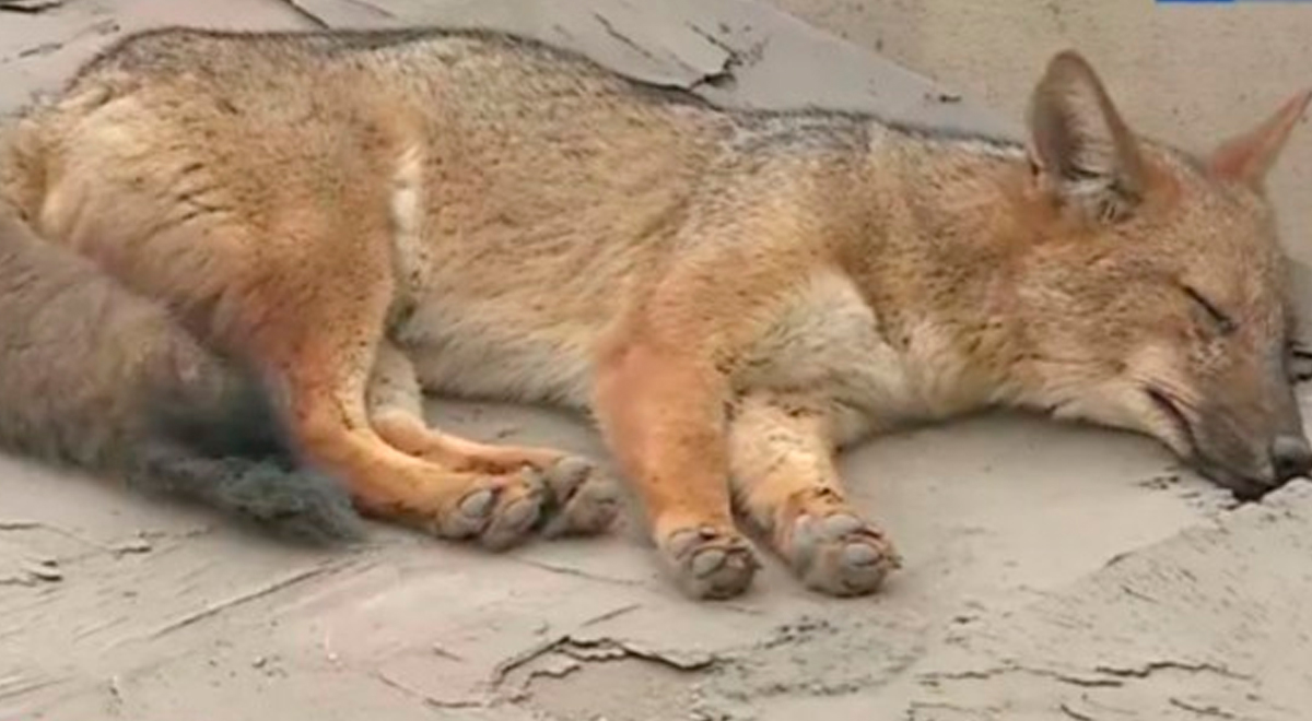 Zorro Run Run: periodistas le tiran piedras al zorrito para que se ...