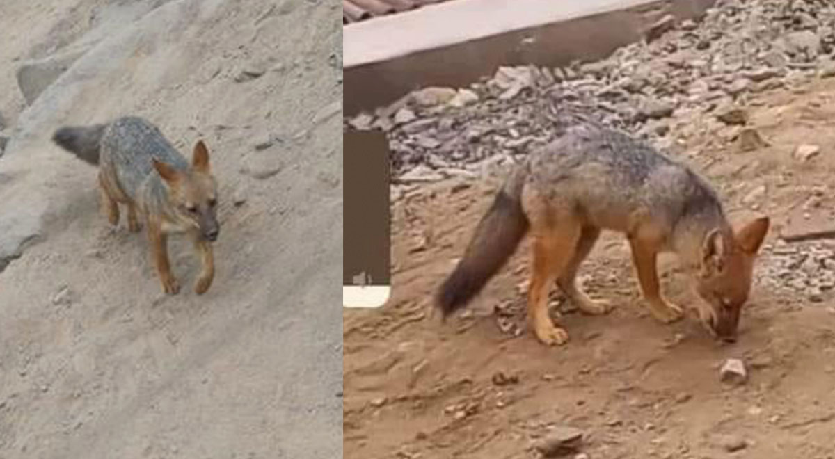 Zorrito Run Run: dueña revela que vecinos de Comas impiden su captura y ...