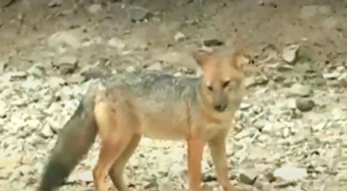 Zorro Run Run: Serfor coordina con vecinos para capturarlo y ...