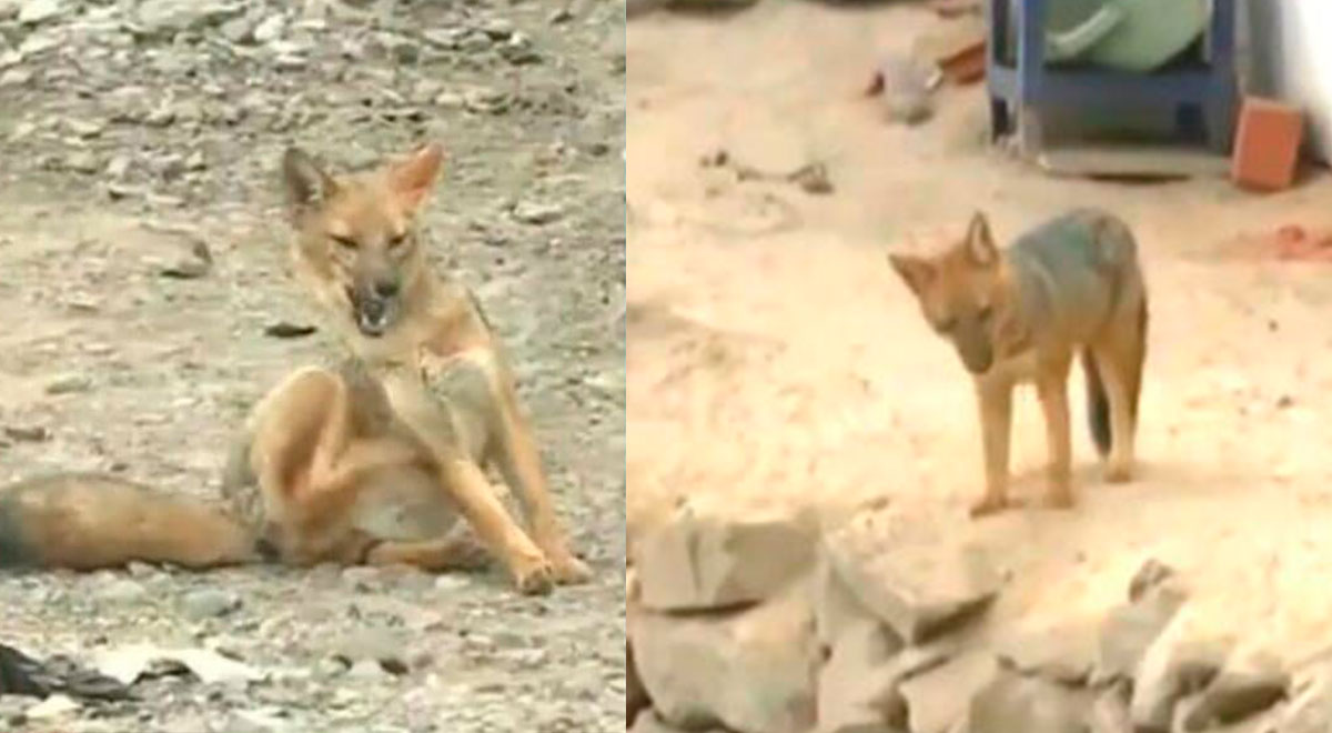 Zorro Run Run es capturado por SERFOR y será llevado al Parque de las ...