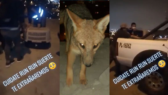 Zorro Run Run TikTok viral: difunden preciso momento que Serfor se ...