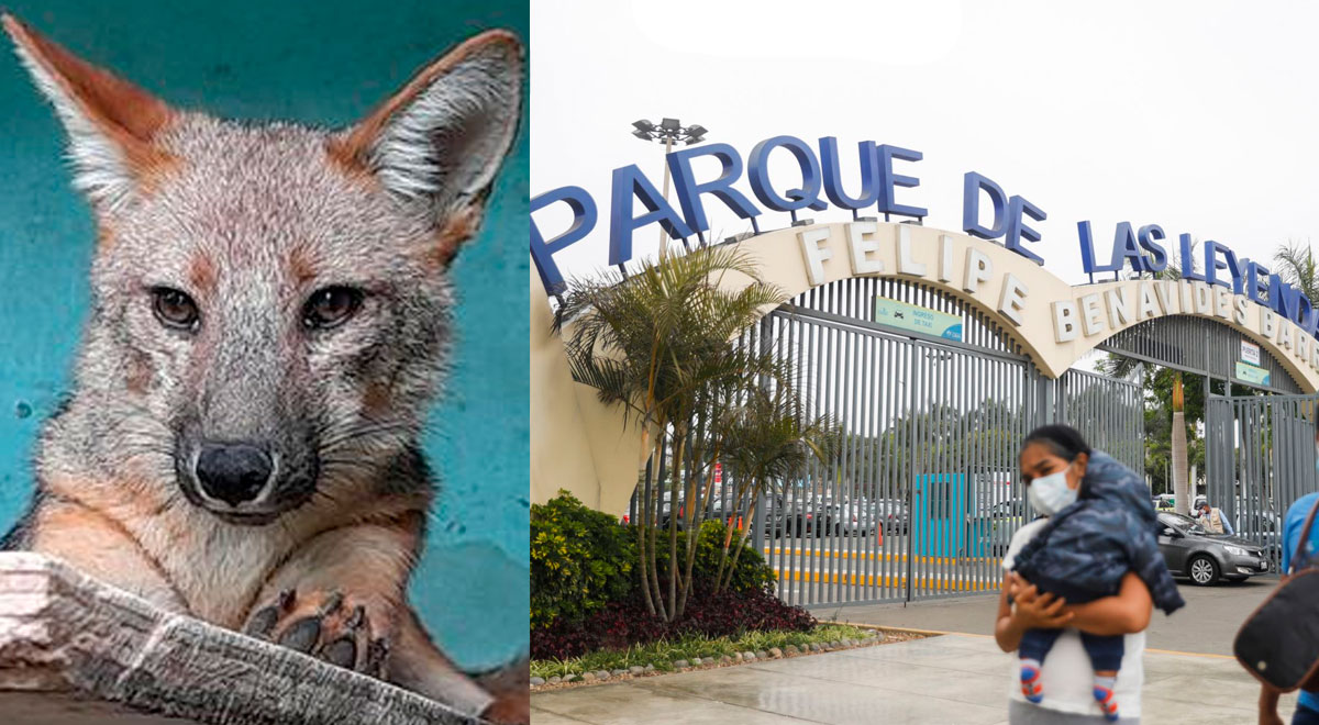 Parque de las leyendas tarifas 2021 entradas y horarios para visitar al ...