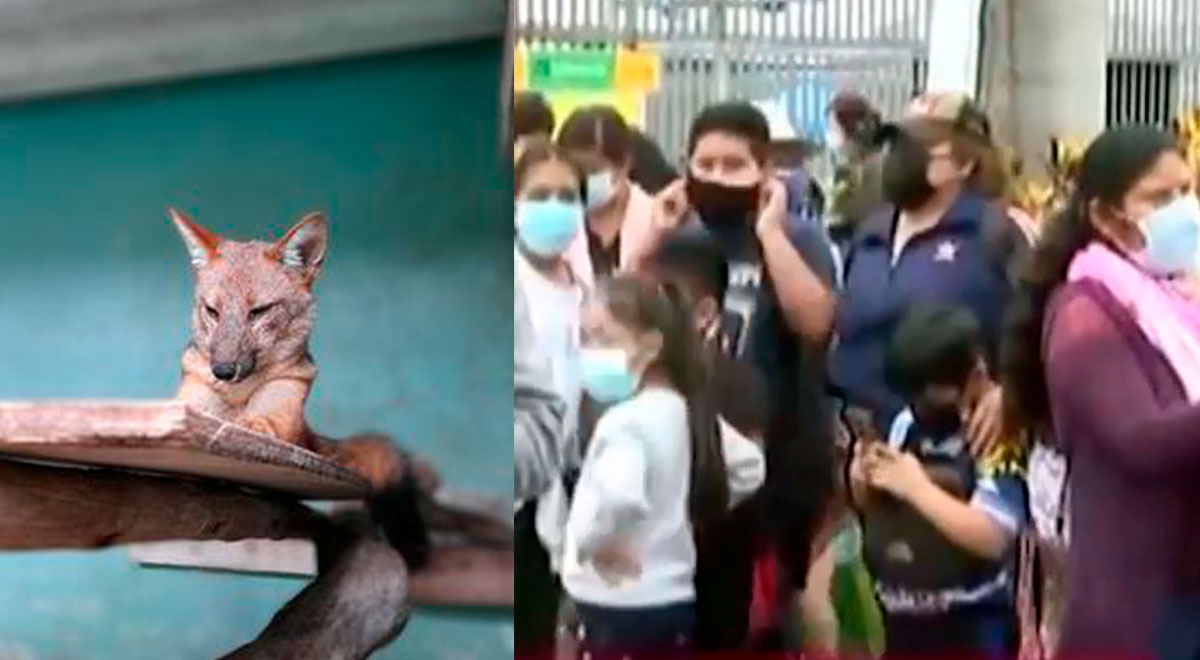 Zorro Run Run: familias hacen cola en el Parque de la Leyenda para ver ...