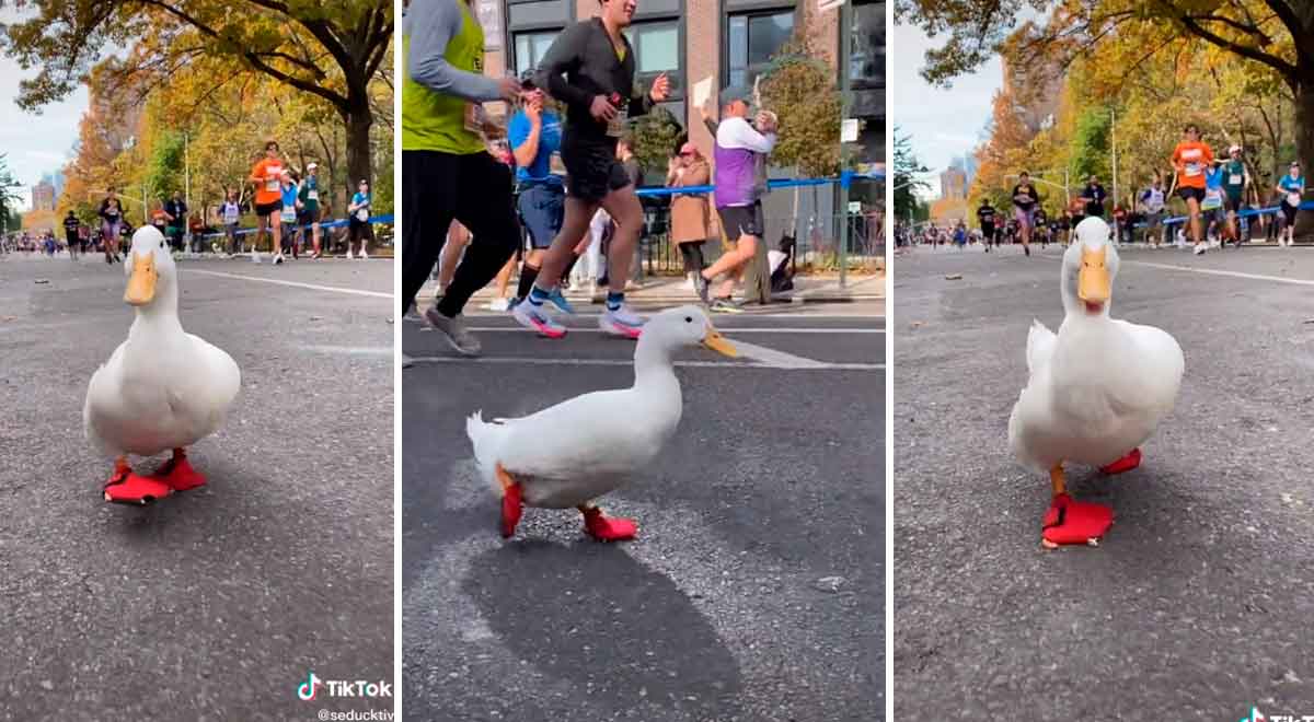 Tiktok video pato se mete a la maratón de Nueva York y es viral ...