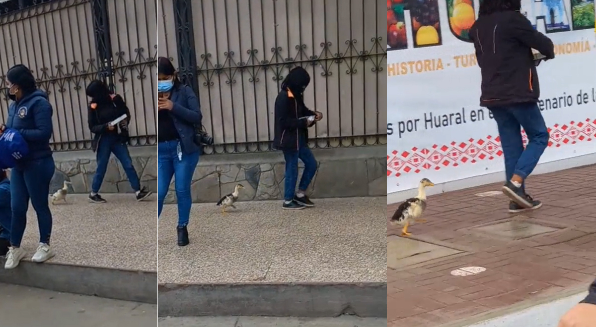 TikTok viral: Pato se ‘encariñó’ con joven apenas la vio, la sigue a ...