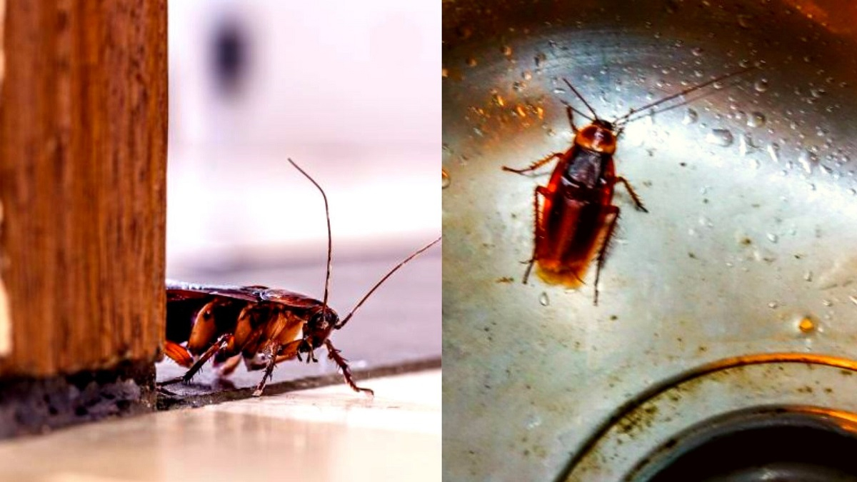 Cómo eliminar las cucarachas con remedios caseros, trucos caseros | El Popular