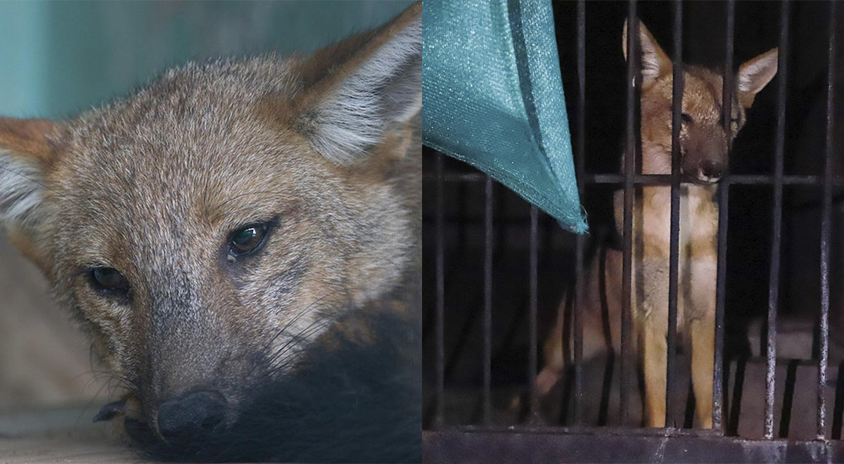 Zorro Run Run pasará Navidad solo tras varias semanas de cuarentena ...