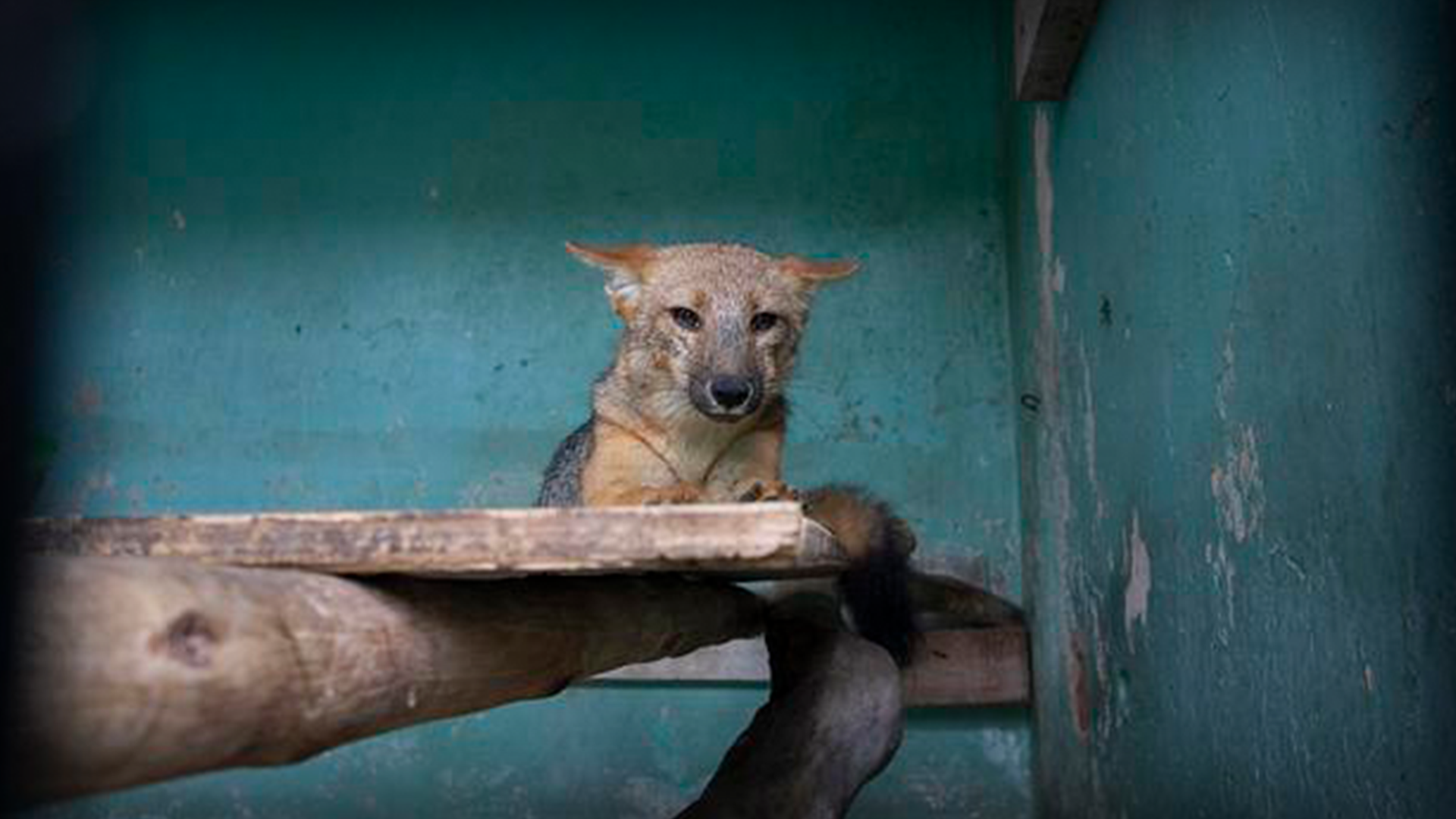Zorro Run Run: Serfor da detalles de la salud del zorro andino | El Popular