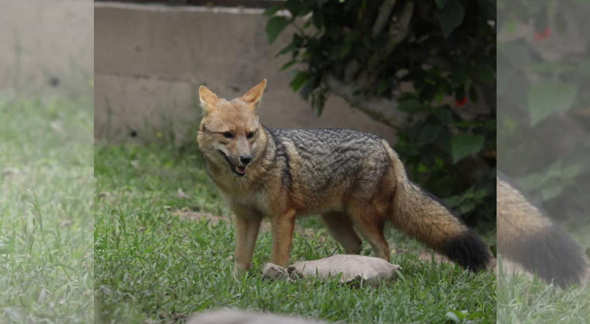 Zorrito Run Run estaría volviendo a su estado salvaje y sería ...
