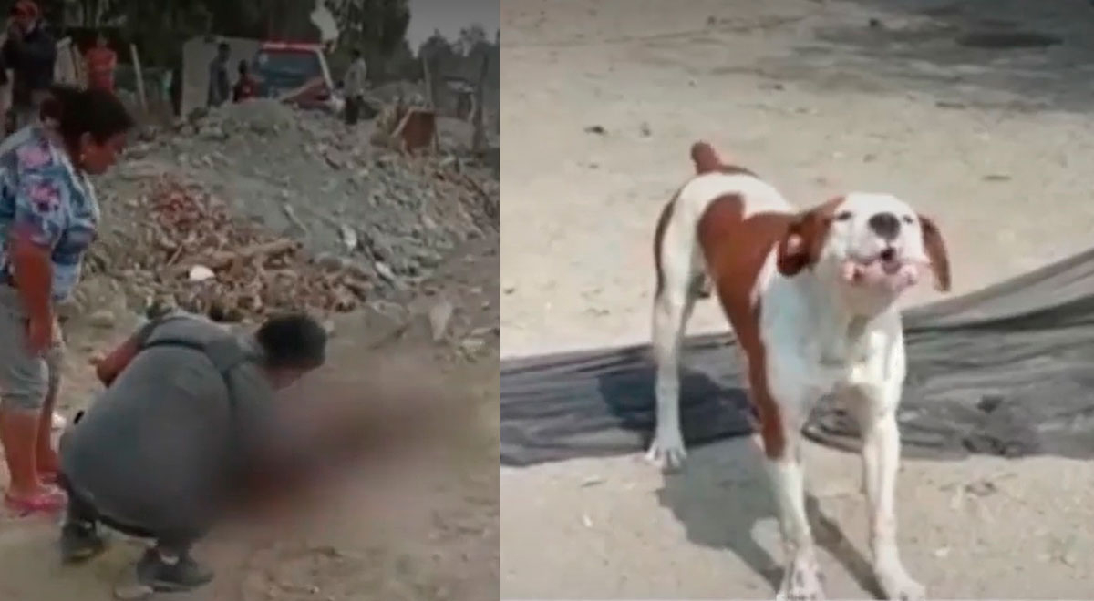 Chosica: anciana termina grave tras ser atacada por perros pitbull | El Popular