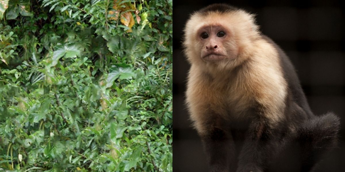 Reto visual experto: ¿Podrás encontrar a los dos monos en menos de 15 ...