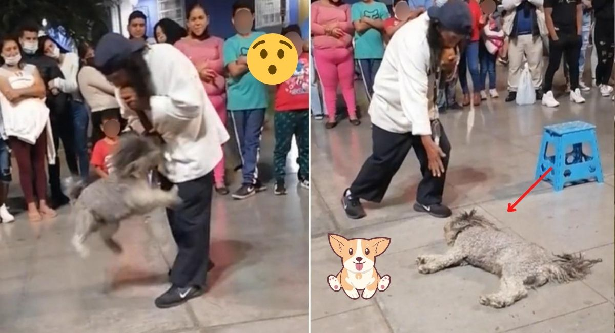 TikTok video viral Perú: perro se hace el "muerto" en pleno show ...