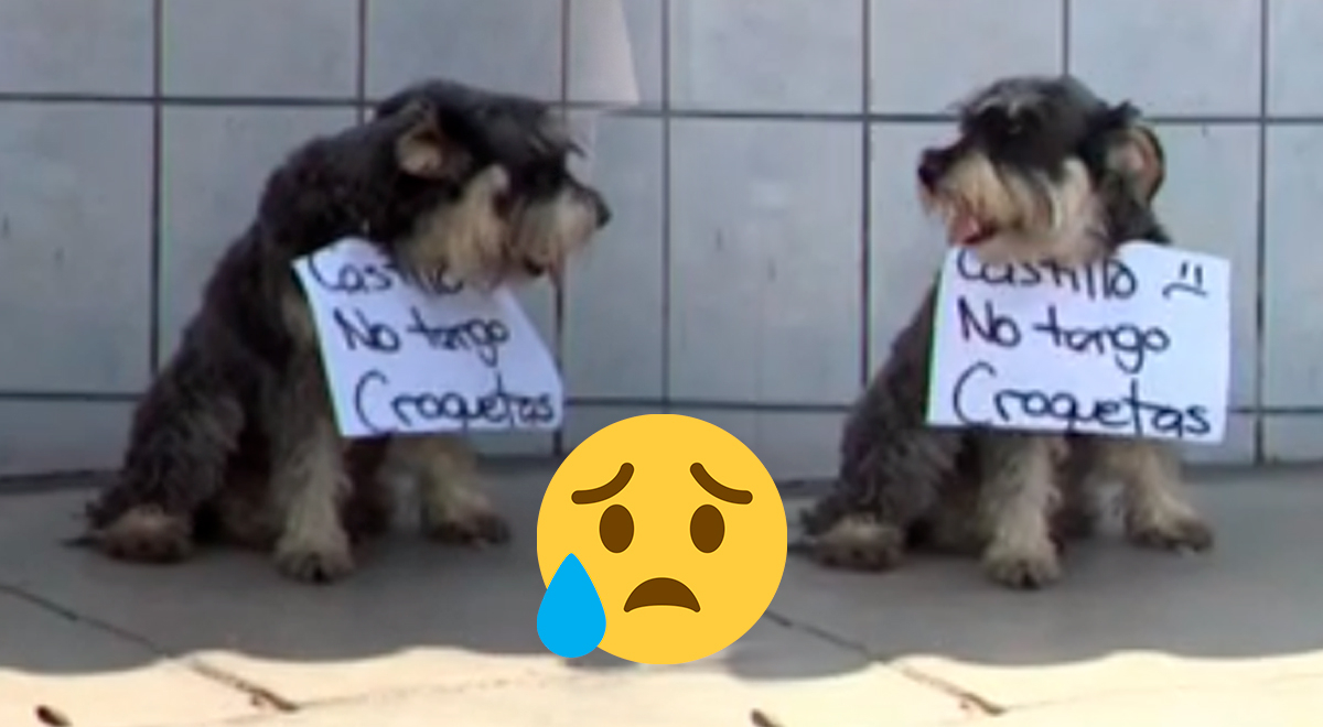 Toque de queda Twitter Viral: perrito se quedó sin comida y le echa la ...