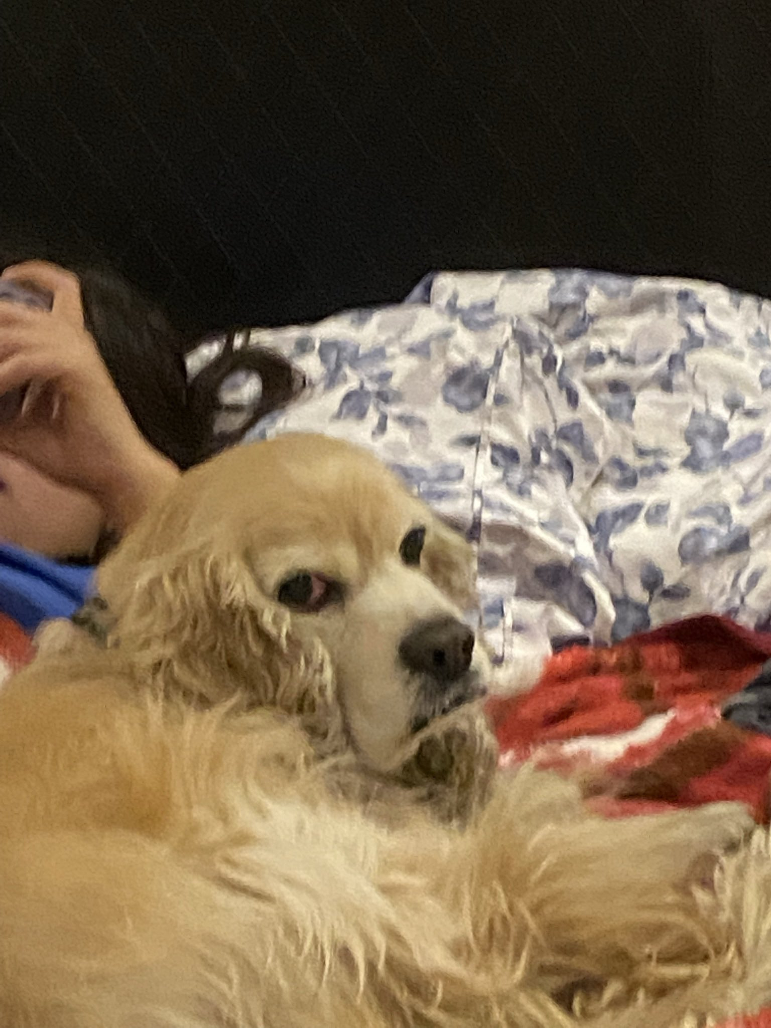 Twitter viral: Joven asegura que su perro es la reencarnación de un ...