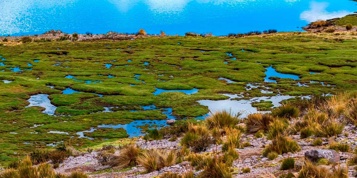 Medio Ambiente: estudio revela que los pajonales son vitales para la ...
