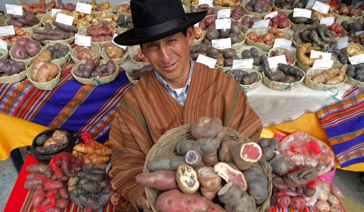 Día de la papa peruana: beneficios, valor nutricional, cuántas ...