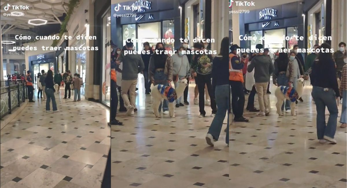 Tiktok Vídeo Viral Perú Joven Se Entera Que Se Puede Llevar Mascotas A