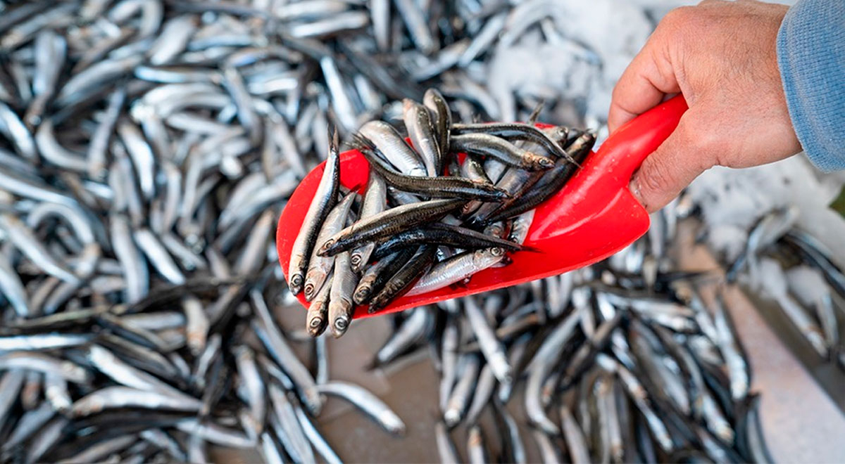 Empieza La Segunda Temporada De Pesca De Anchoveta En La Zona Sur