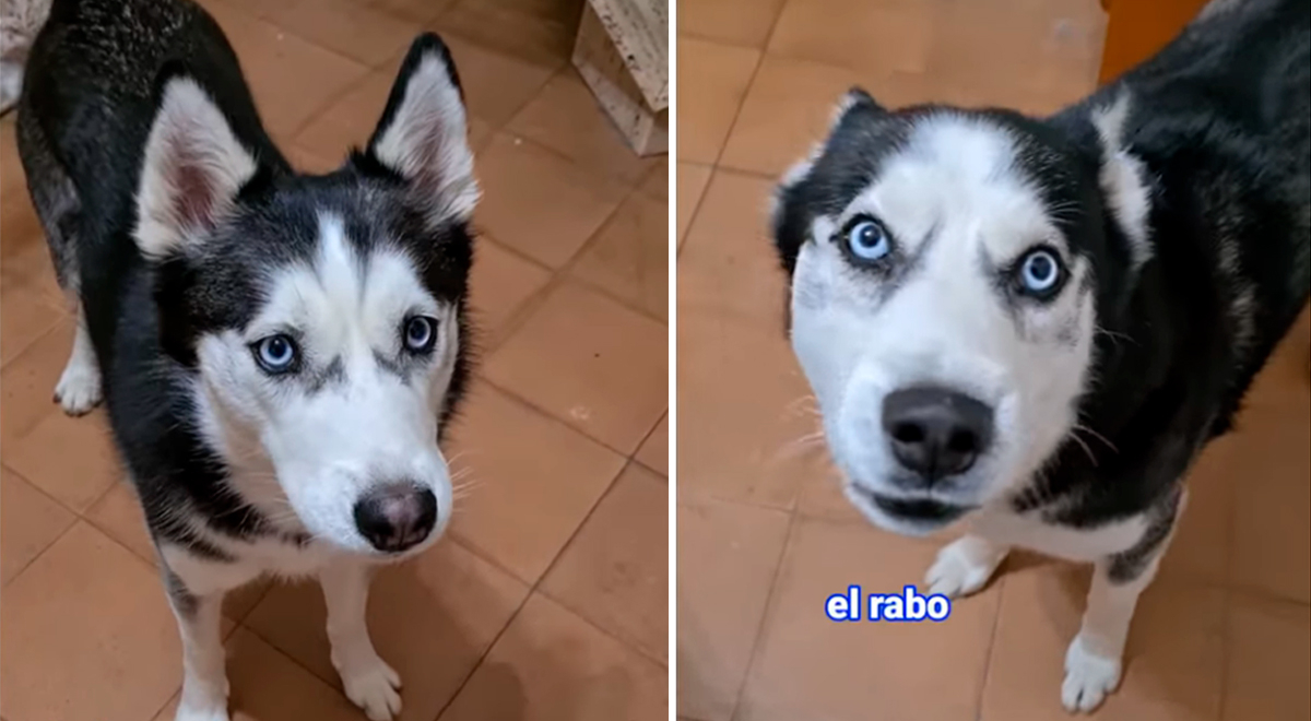 YouTube: perro siberiano cuenta a su dueño que su hermanita le mordió ...
