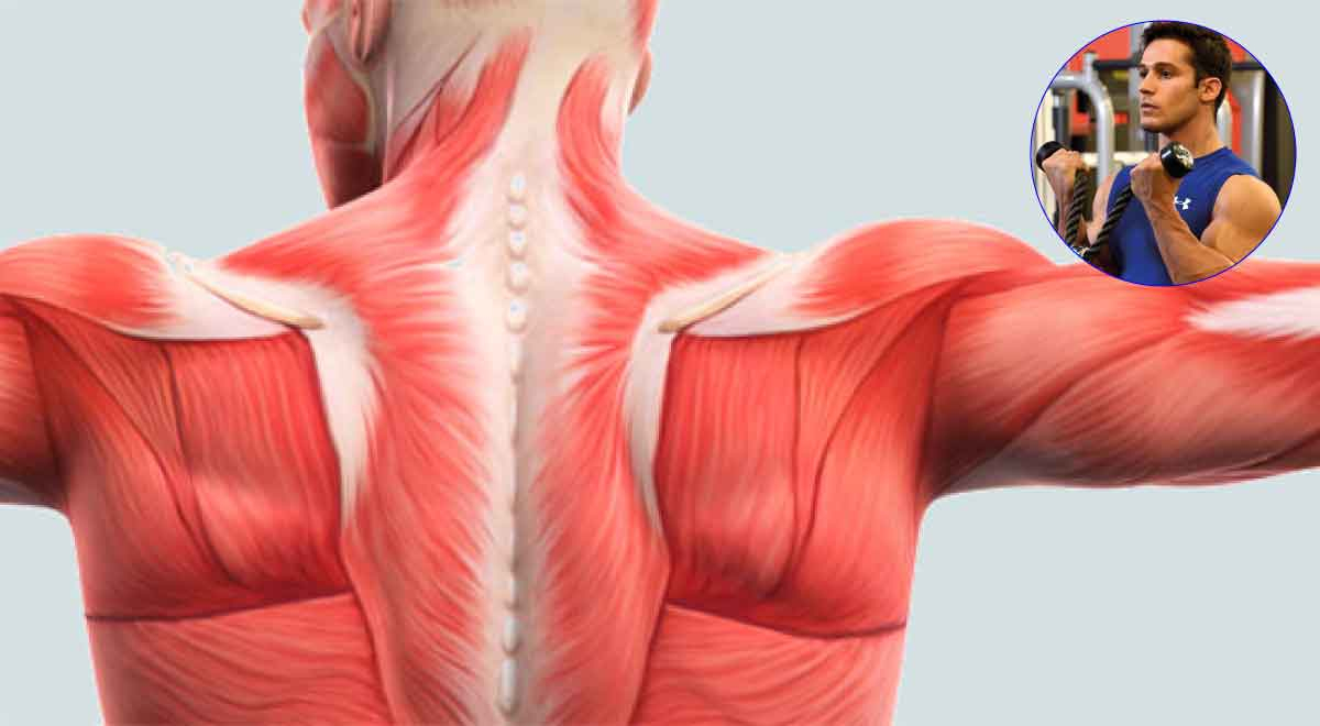 Sistema muscular: conoce 5 funciones y sus características | El Popular