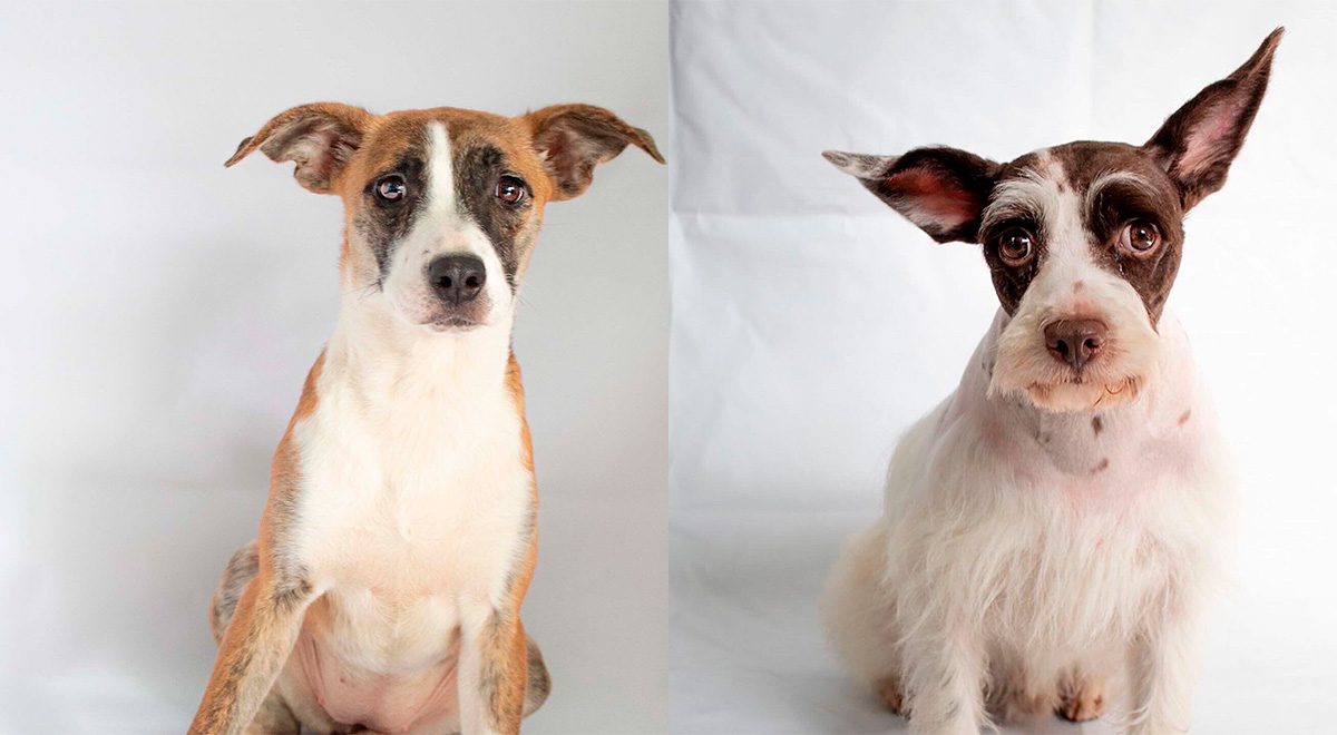 Fundación Rayito y Súper Pet se unen para jornada de adopción de ...