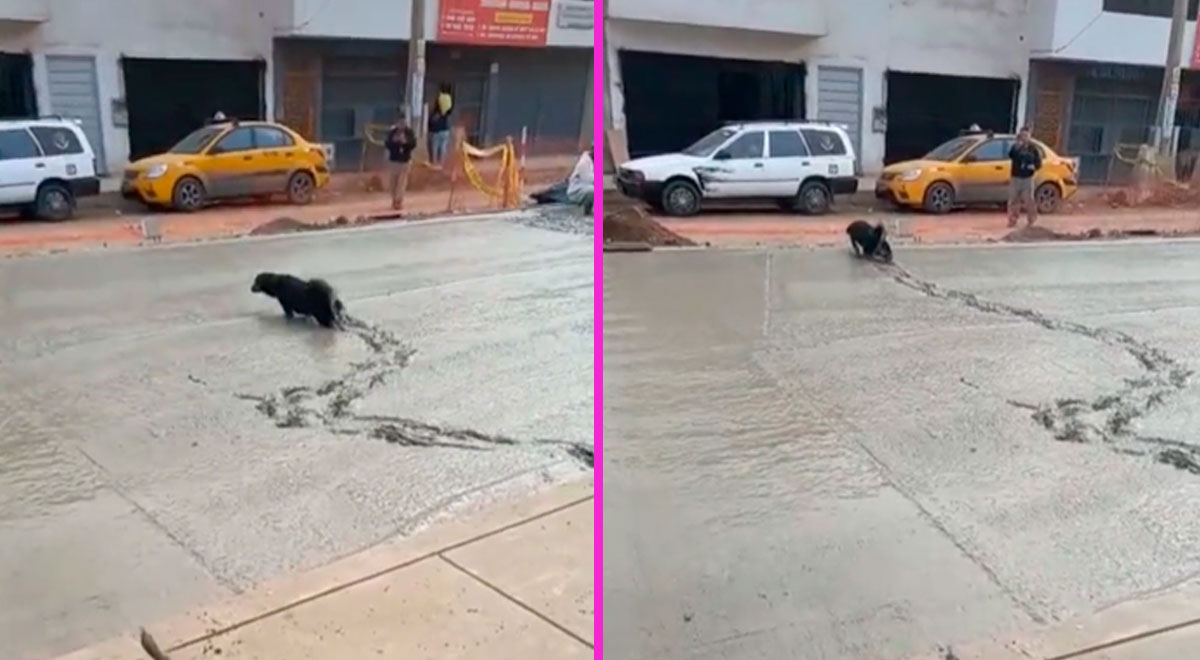 TikTok viral: Perrito camina sobre cemento fresco y arruina megaobra ...