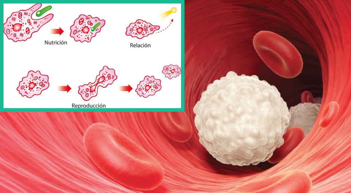 Funciones de la célula | El Popular
