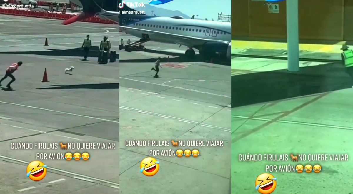 TikTok viral: Firulais no querías ir al al avión y causa sorpresa a los ...