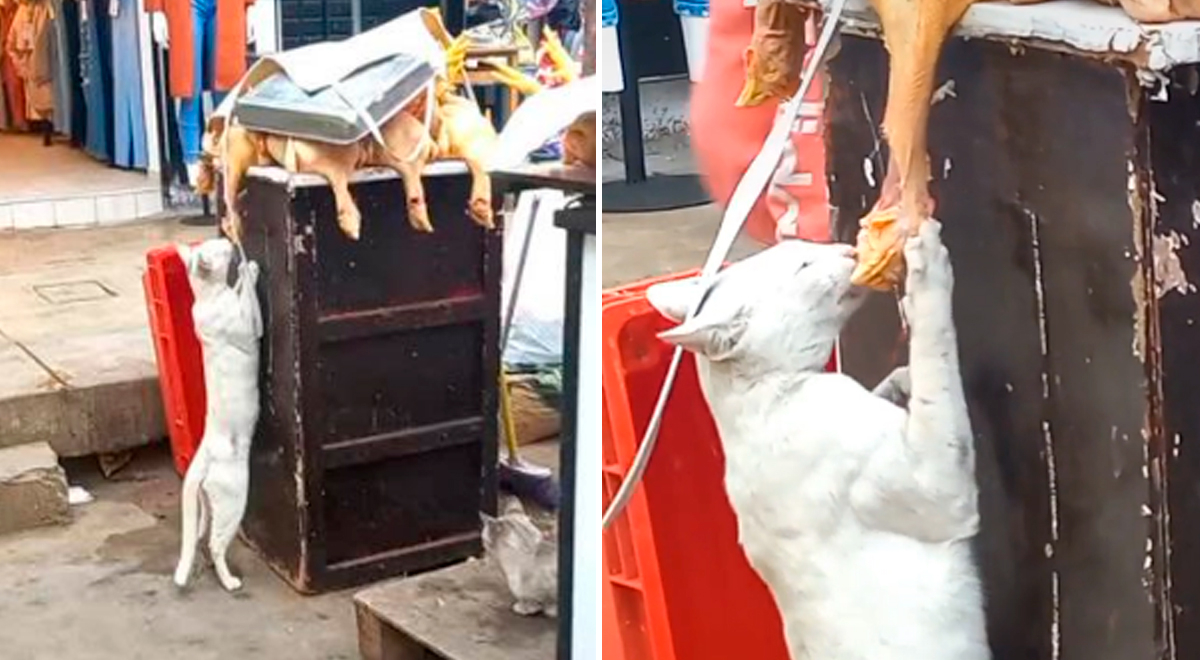 TikTok video viral: Gato se come pollo del mercado tras descuidado de ...