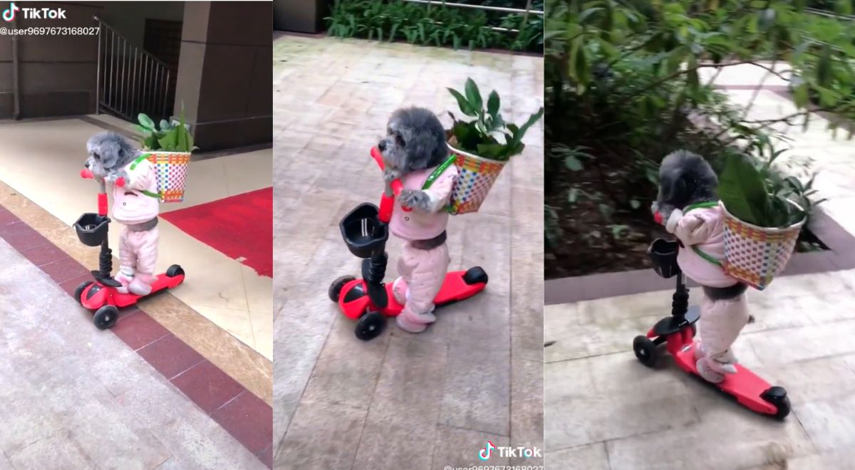 TikTok viral: Perrito se convierte en repartidor y usuarios de TikTok ...