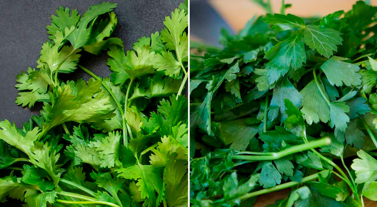¿Cuál es la diferencia entre perejil y culantro? | El Popular