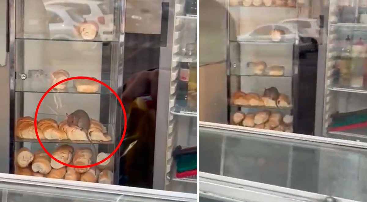 Twitter viral: Va comprar a la panadería y encuentra gigantesca rata ...