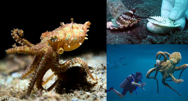 EE UU.: estudio afirma que madres pulpo se dejan morir de hambre tras ...