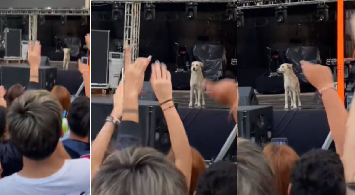 TikTok viral: Perro aparece en escenario en pleno concierto y pasa lo ...