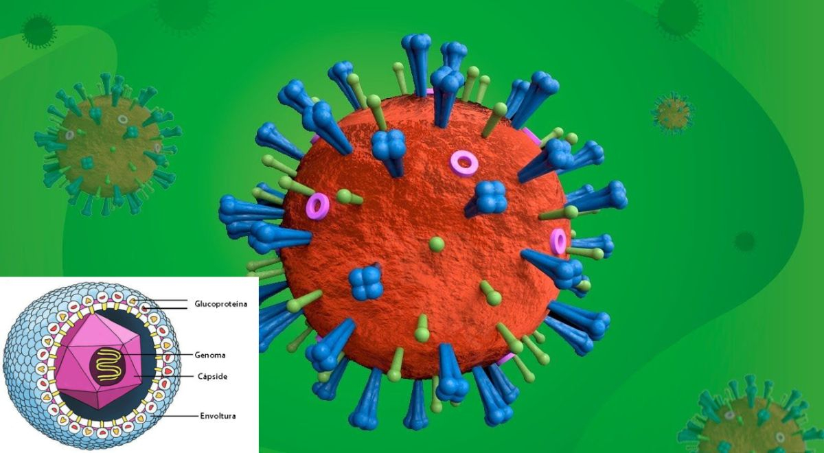 Las enfermedades: ¿Qué son los virus? | El Popular