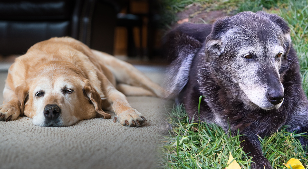 ¿Cómo cuidar cuidar a tu perro durante sus últimos años de vida? | El ...