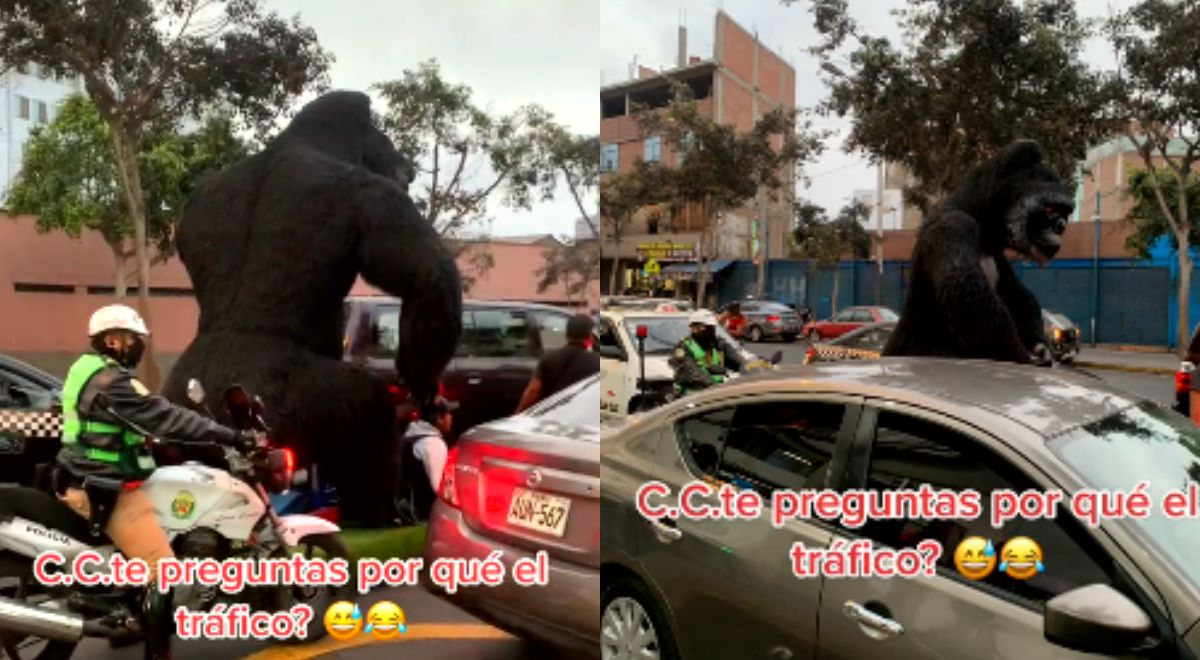 TikTok viral Perú: Gorila causa tráfico en una calle de Limay escena se ...