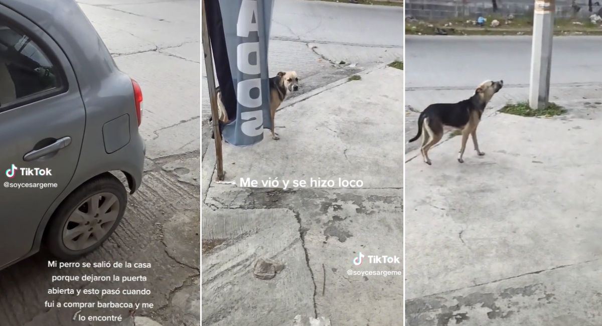 TikTok viral: perro se encuentra con su dueño en la calle, pero se hace el 'loco' y hace reír en ...