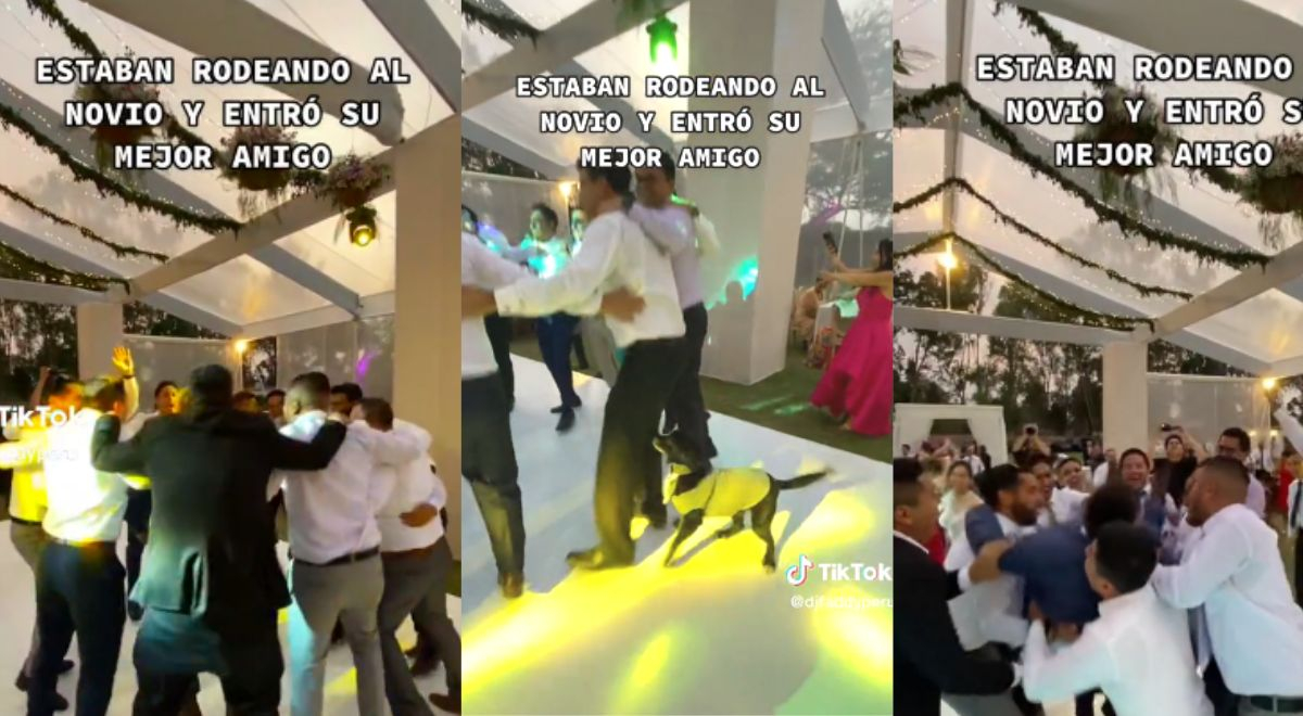 TikTok viral: Perro se suma a la boda cuando sus amigos rodeaban al novio y se vuelve viral | El ...