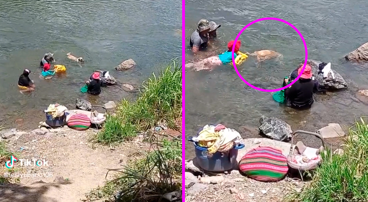 TikTok viral: Perrito acompaña a su dueña a lavar ropa al río y ...