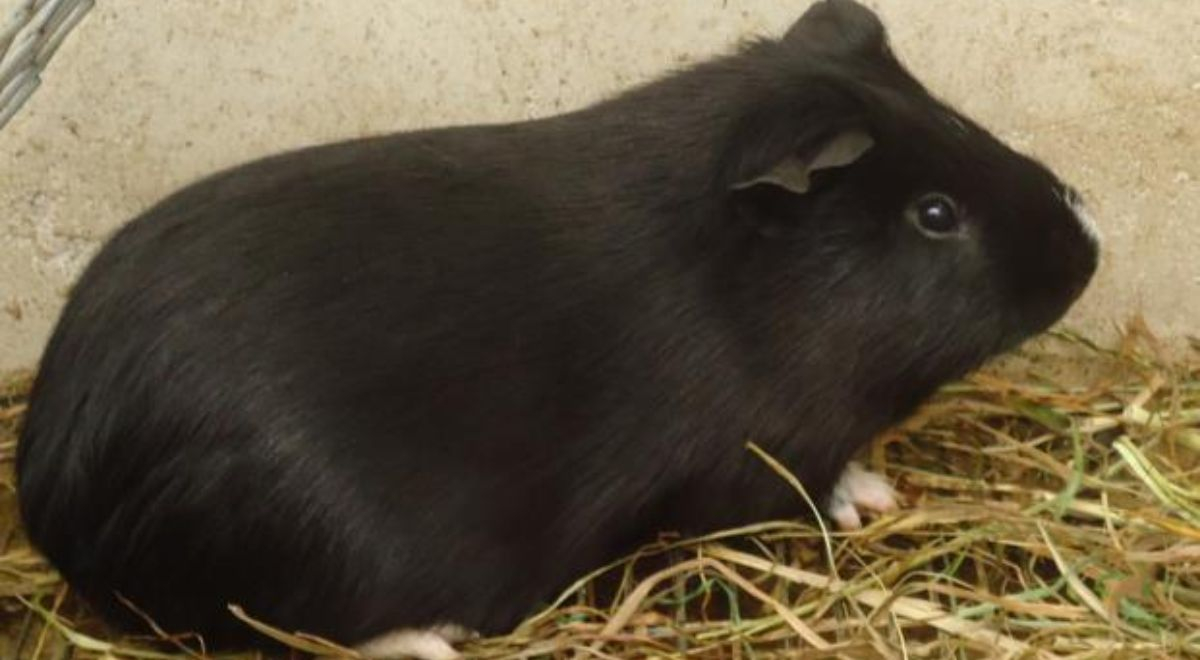 Limpia con cuy negro: ¿en qué consiste el ritual y cómo realizarlo ...