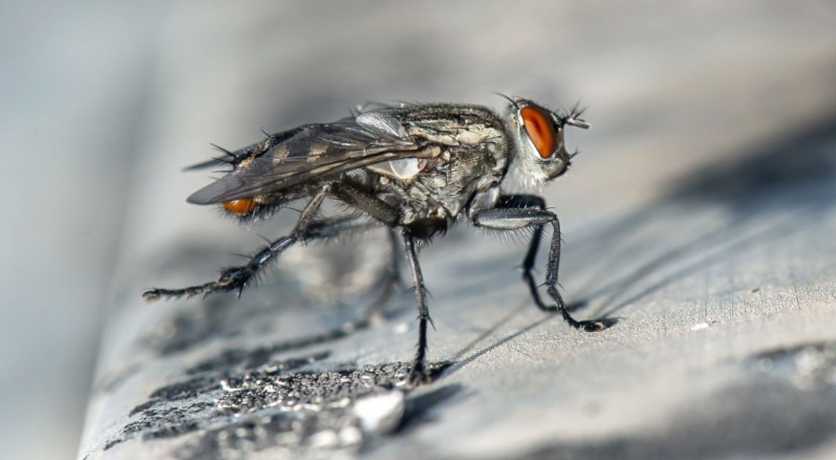 La increíble razón de la aparición de moscas en verano y cómo evitarlas ...